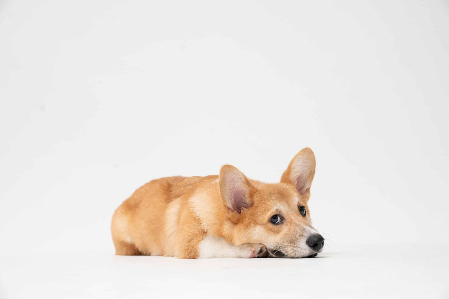 Can Dogs Have Autism? - NaturVet®