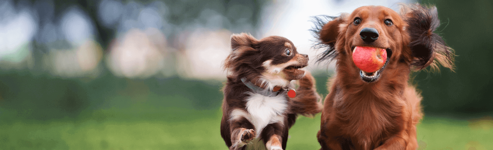 WHOLESOME DOG SUPPLEMENTS YOUR BEST FRIEND DESERVES - NaturVet®