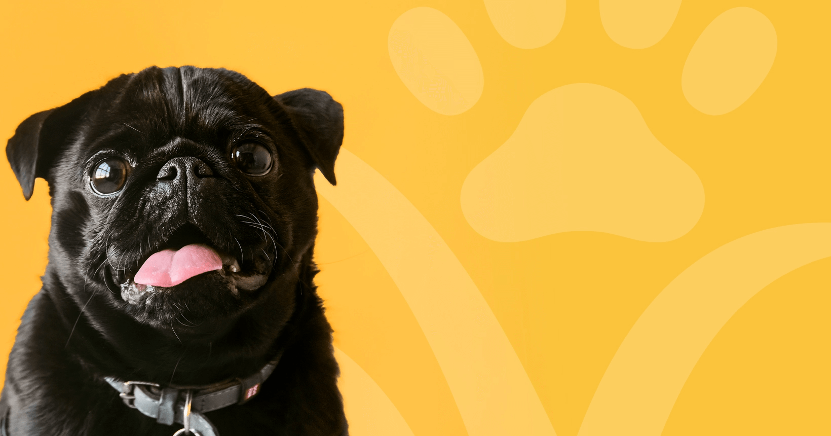 Doggo Lingo: The Pet Parent's Dictionary - NaturVet®